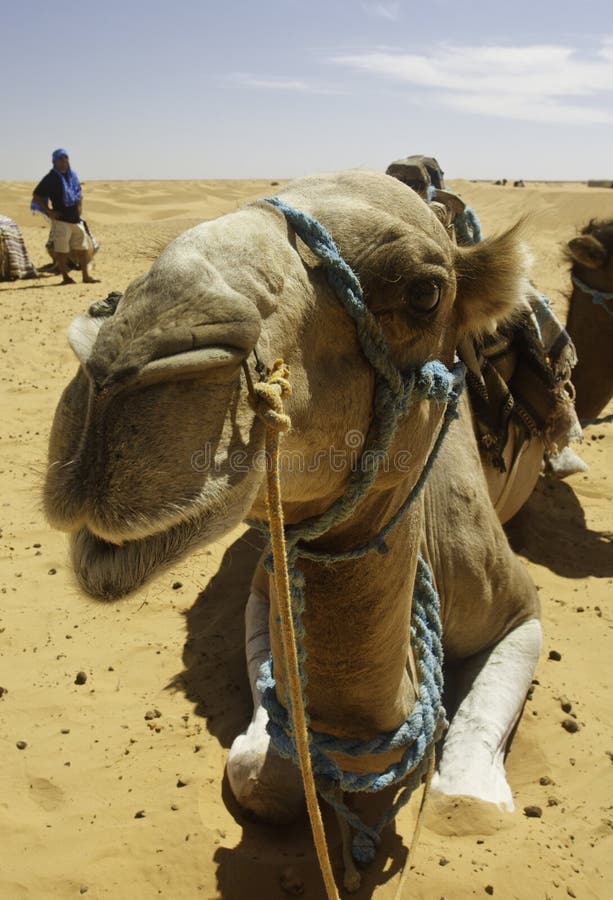 Sitting camel stock photo. Image of sand, blue, outdoors - 15596402