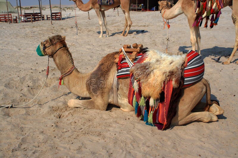 2,418 Sitting Camel Stock Photos - Free & Royalty-Free Stock Photos ...