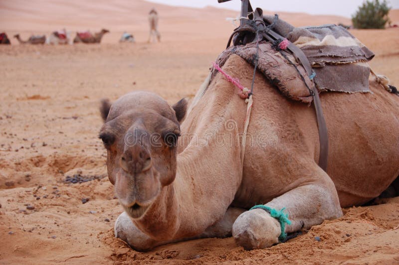 Sitting camel stock photo. Image of sunny, outdoor, camel - 29551016