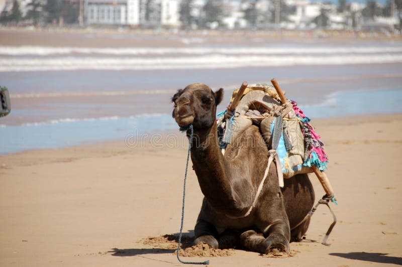 Sitting Camel is Ready for Riding Stock Image - Image of riding ...