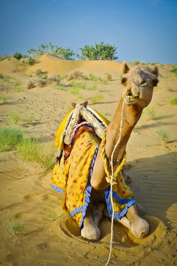 Sitting Camel is Ready for Riding Stock Image - Image of riding ...