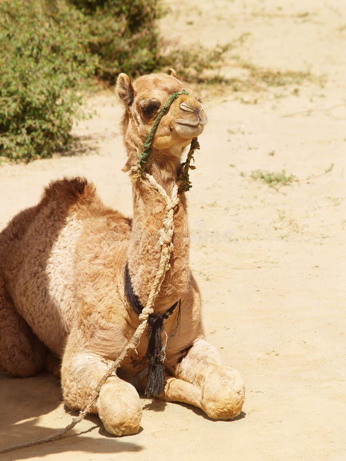Sitting camel stock photo. Image of resting, rest, mammal - 5227440