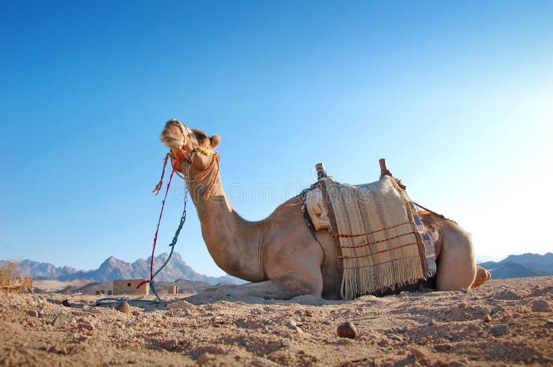 Sitting Camel in the Desert Stock Image - Image of mammal, tourists ...