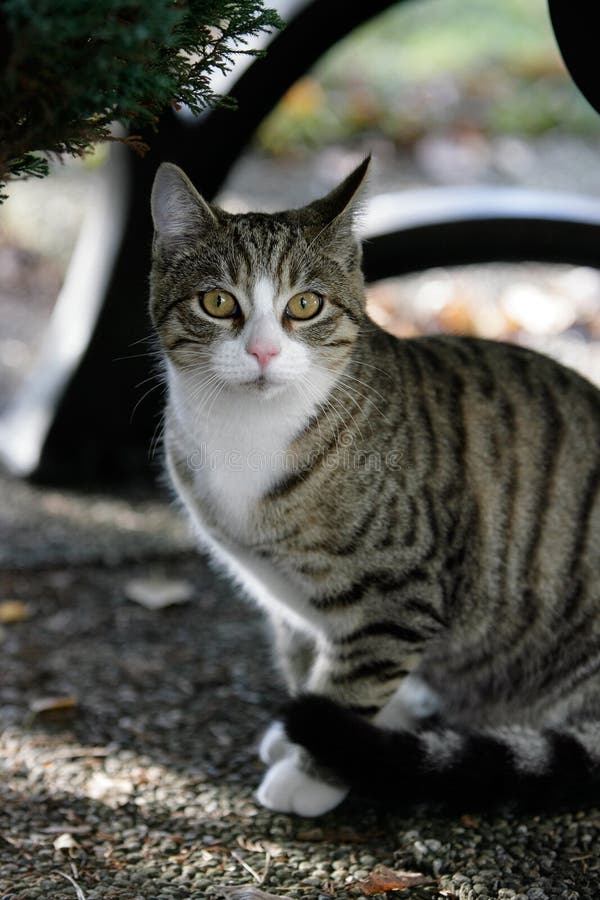 Sitting cat stock image. Image of nice, animal, delicious - 13782413