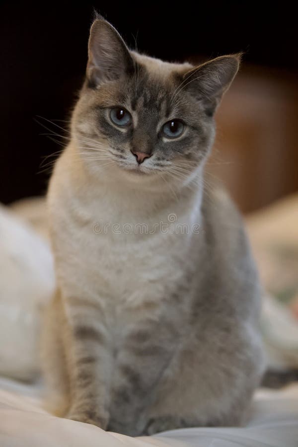 Sitting Beautiful White Tabby Looking at Camera Stock Image - Image of ...