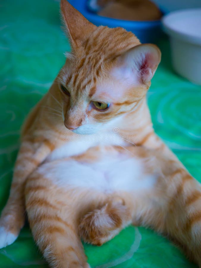 Sitting cat stock image. Image of lovely, animal, mammals - 80490687