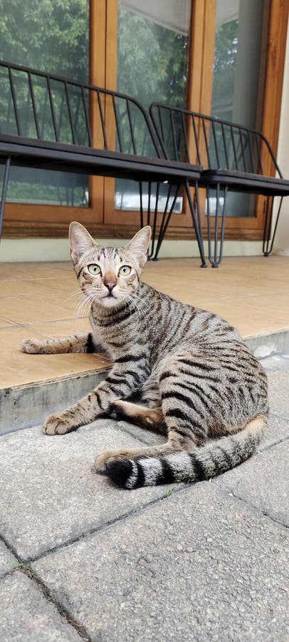 Sitting Cat Facing the Camera with Silly Face Stock Photo - Image of ...