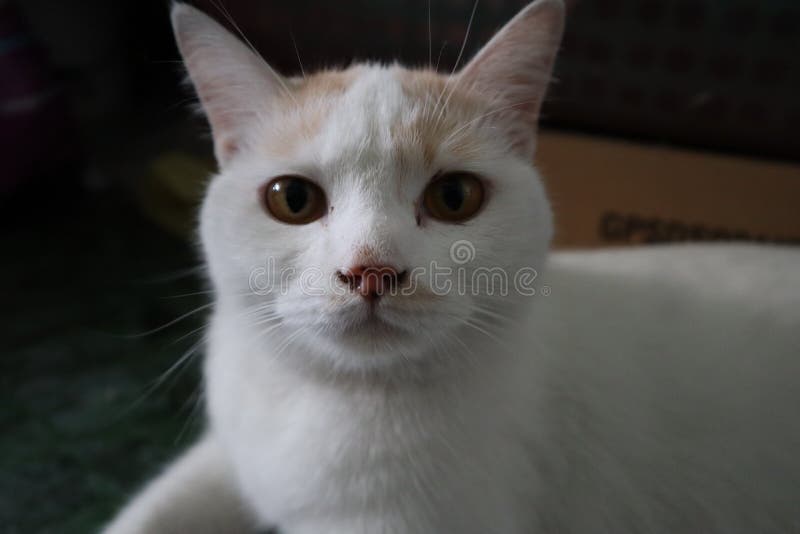 A Sitting Cat Look Straight Stock Photo - Image of looking, look: 180923418
