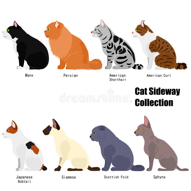 Cats breed line art bundle stock image. Illustration of design - 222134503