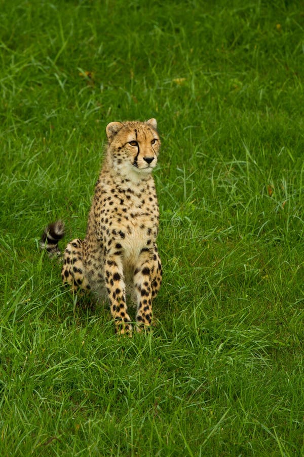 Sitting Cheetah stock photo. Image of endangered, wildlife - 21608006