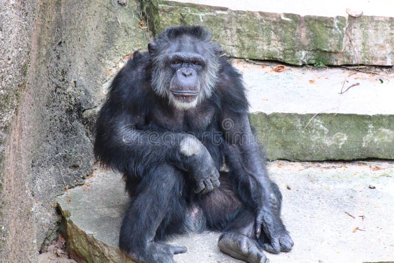 A sitting Chimpanzee stock image. Image of green, wildlife - 103542347