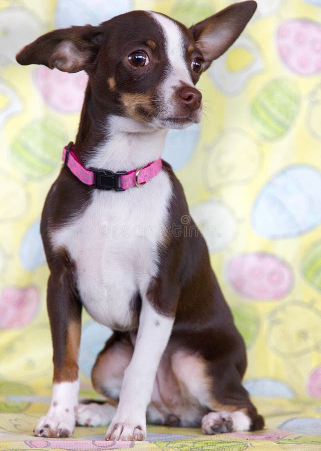 Baby Chiwawa. stock photo. Image of cute, chihuahua, whiskers - 21916632