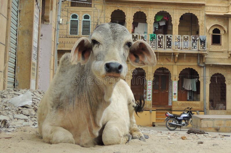 Sitting Cow in Front of Indian House Stock Image - Image of balcony ...