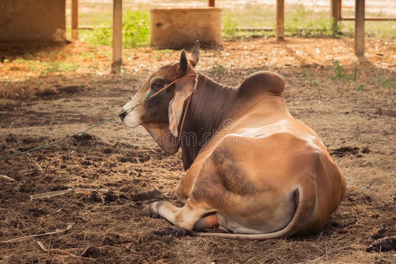 A sitting cow stock image. Image of calf, animal, brown - 97045265