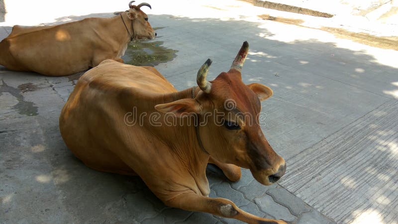Sitting Cow stock photo. Image of dairy, basic, resting - 116002536