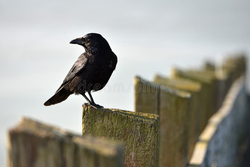 Crow Sitting On The Rock And Croaks Against Full Moon Stock Image ...