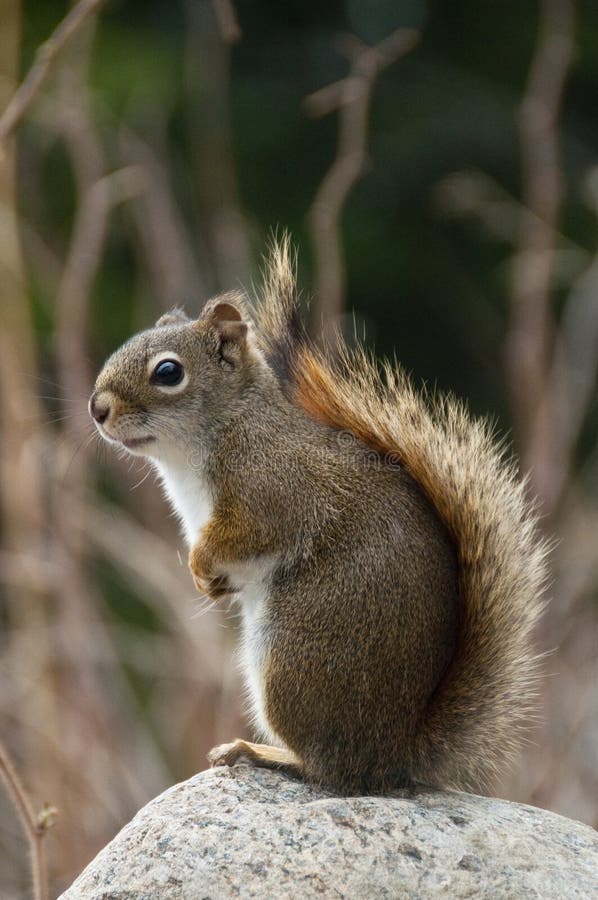 Sitting cute squirrel stock photo. Image of closeup, wildlife - 19236282