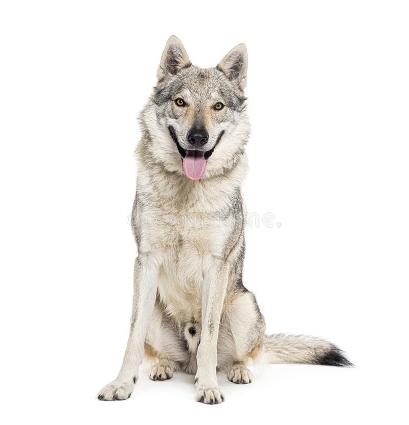 Sitting Czechoslovakian Wolf Dog Panting, Sitting, Isolated on White ...