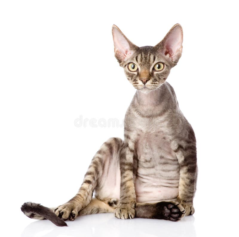 Sitting Devon Rex Cat. Looking at Camera. Stock Image - Image of back ...