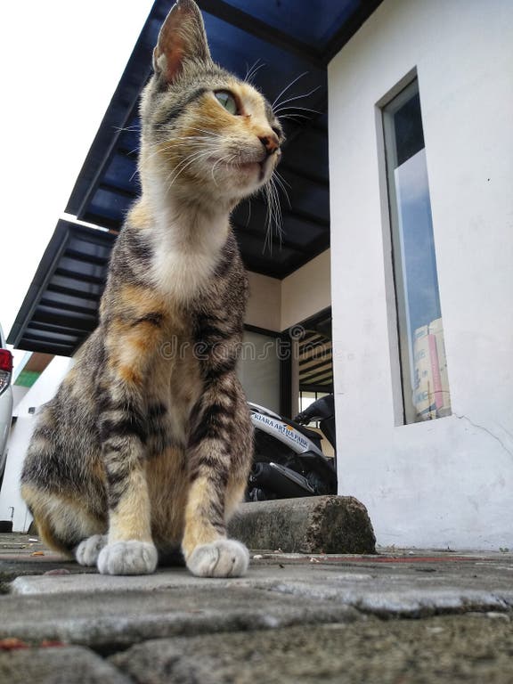 Sitting Docile Stray Cat at Park Stock Image - Image of sitting, stray ...