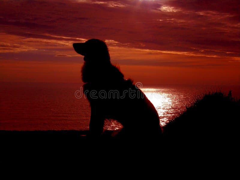 Sitting dog in the sunset stock photo. Image of outdoors - 99635280