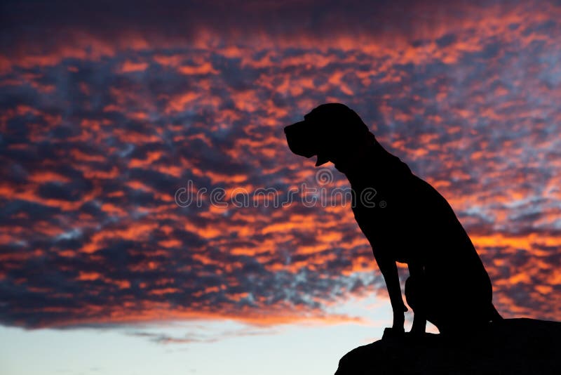 Silhouette of Couple and Dog during Sunset Stock Image - Image of ...