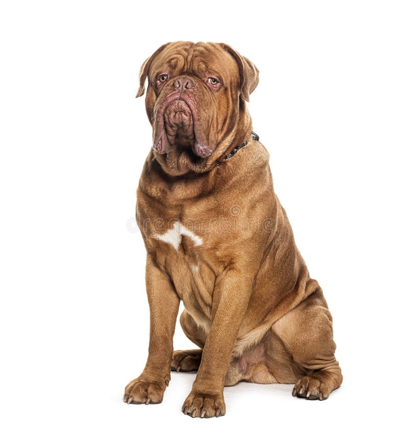 Sitting Dogue De Bordeau Wearing a Dog, Isolated on White Stock Image ...