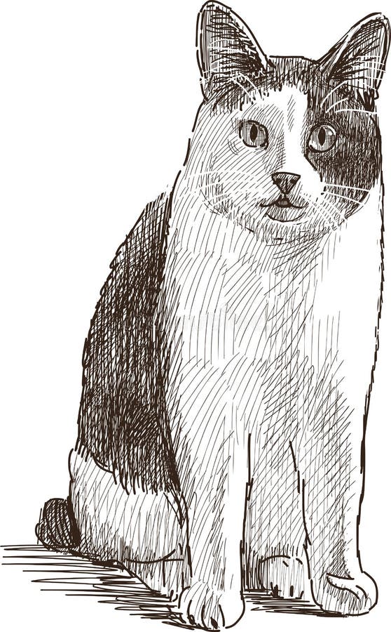 Sitting domestic cat stock vector. Illustration of domestic - 43356984