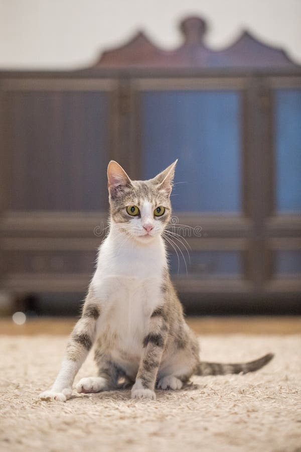 Sitting Domestic Pet. Tabby Cat at Home Stock Image - Image of domestic ...
