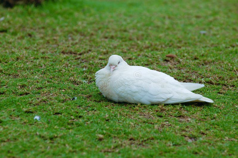 Sitting Dove stock image. Image of light, isolated, peace - 18552727