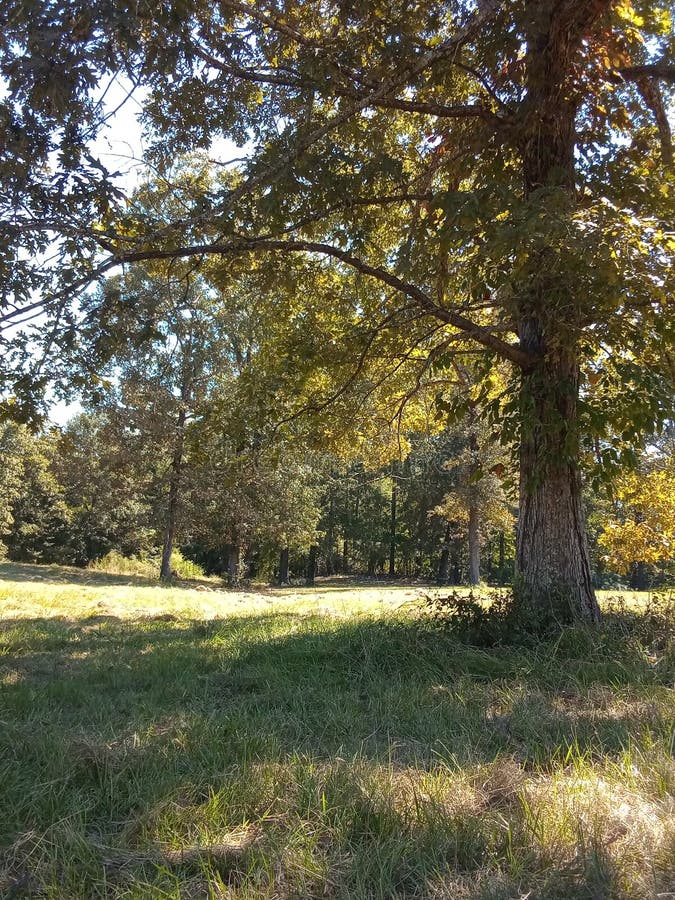 Sitting down under tree stock image. Image of woodland - 258162133