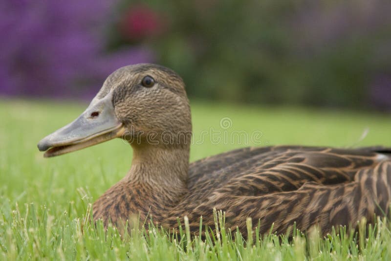 Sitting Duck Picture. Image: 5833888