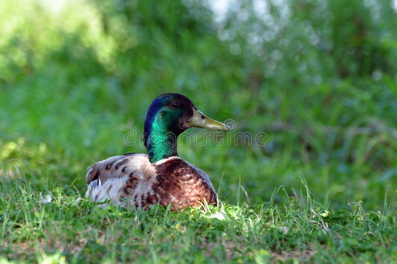 Sitting Duck stock image. Image of sunny, duck, feathers - 9990273