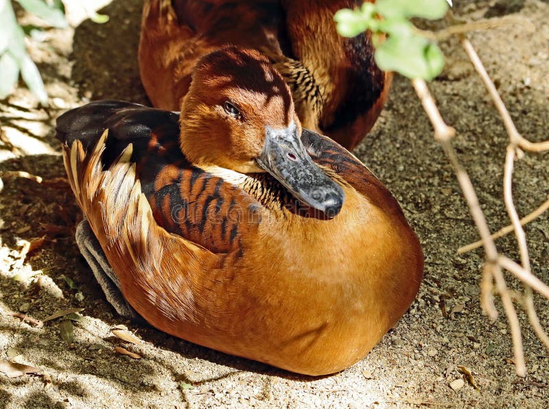 Sitting Duck stock photo. Image of nature, beak, ripples - 91513954