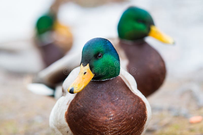 Sitting duck stock photo. Image of water, green, beak - 49536980