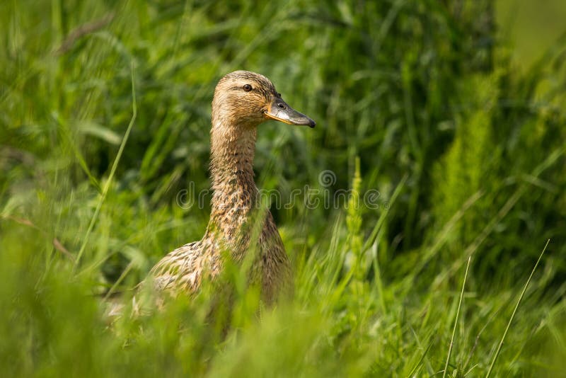 Sitting duck stock photo. Image of duck, target, sitting - 71811924