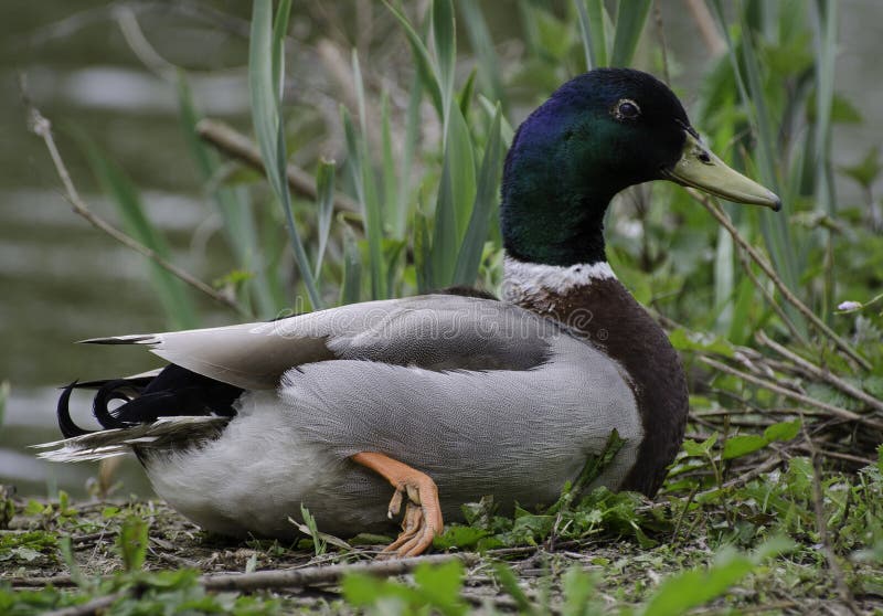 Sitting Duck stock image. Image of sitting, kent, resting - 58122497