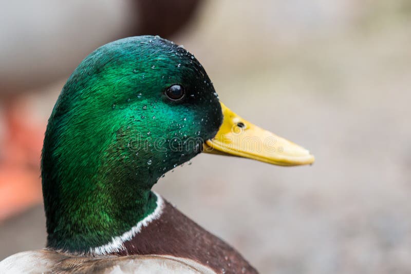 Sitting duck stock photo. Image of feeding, float, beak - 49536754