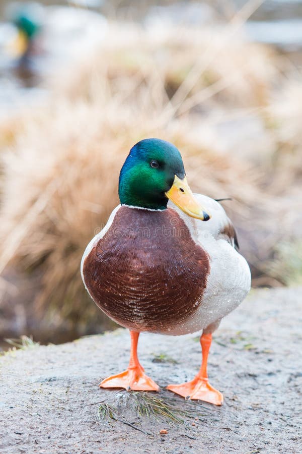 Sitting duck stock image. Image of drops, beak, fillpower - 49536771