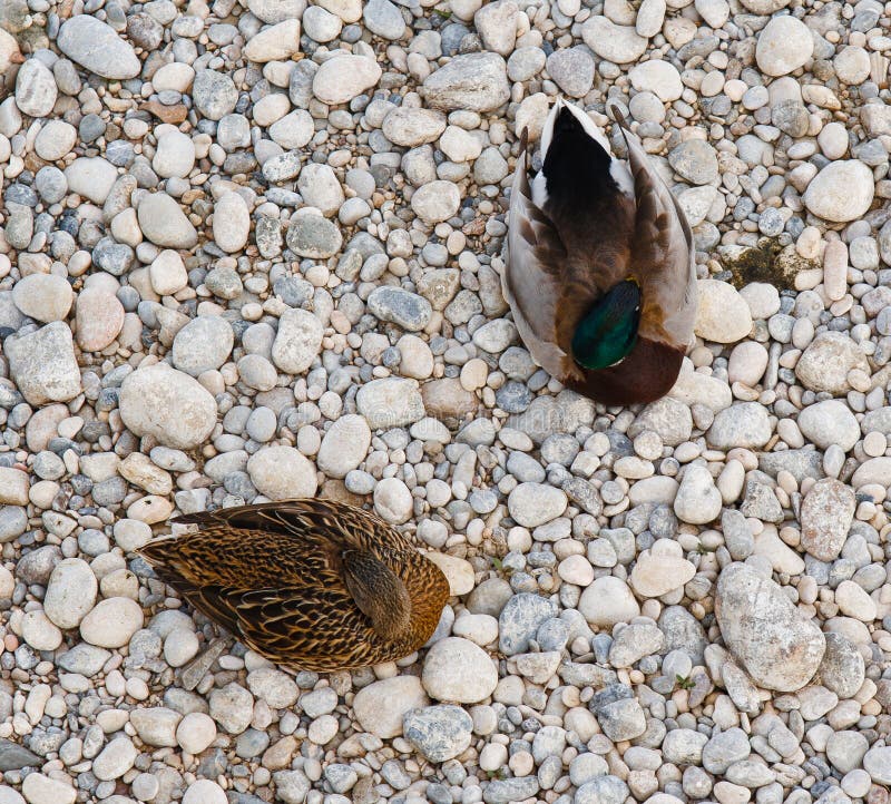 Sitting ducks stock image. Image of bird, unique, couple - 27811605
