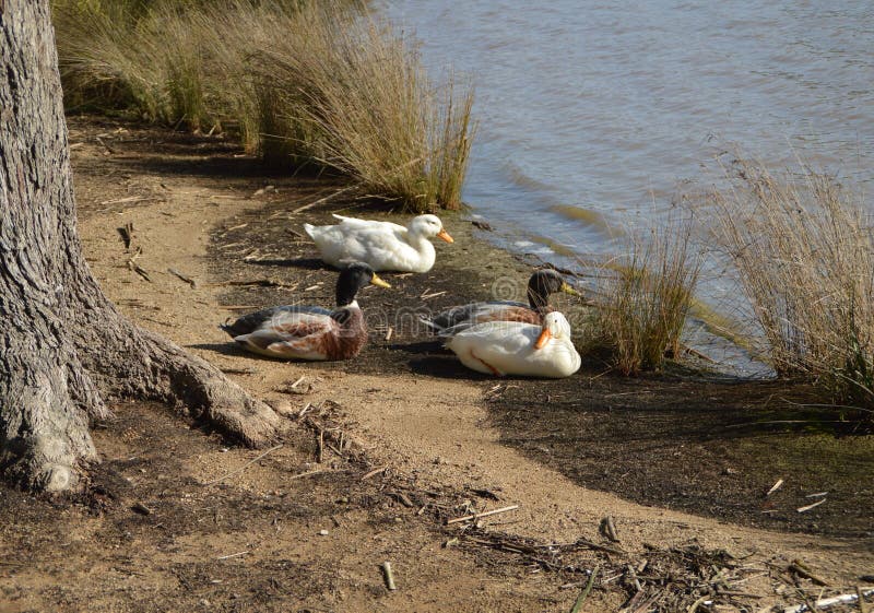 Sitting ducks stock image. Image of outdoors, danger - 84321819