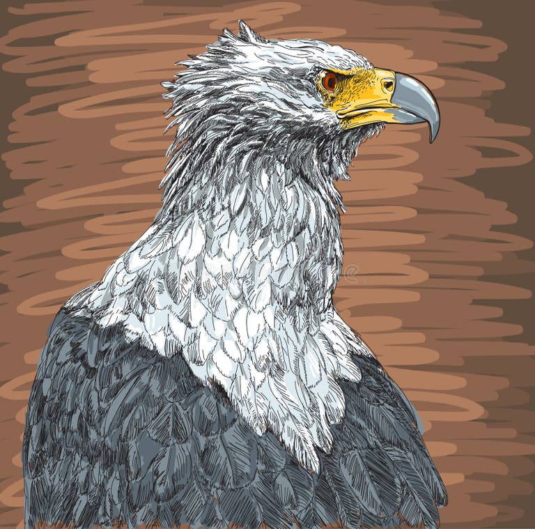 Eagle Wings Drawing Stock Illustrations – 21,457 Eagle Wings Drawing ...