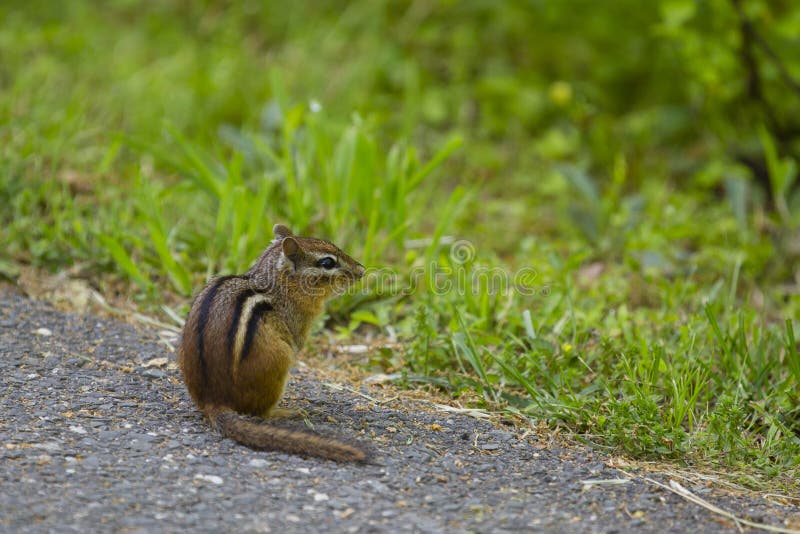 Eastern Chipmunk with Full Cheeks in Forest Stock Photo - Image of bark ...