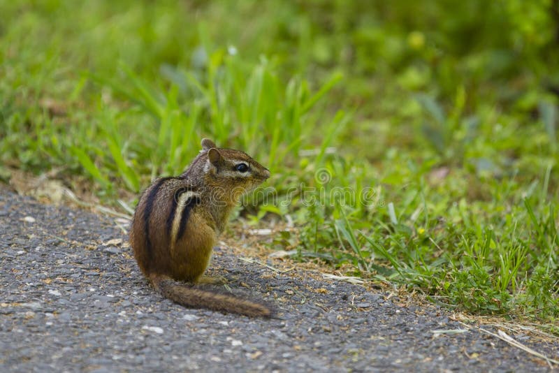 Profile Eastern Chipmunk Sitting by the Road Stock Photo - Image of ...