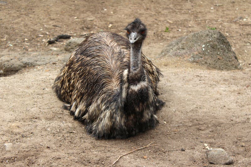 Sitting Emu stock photo. Image of eyes, beak, australia - 61055512