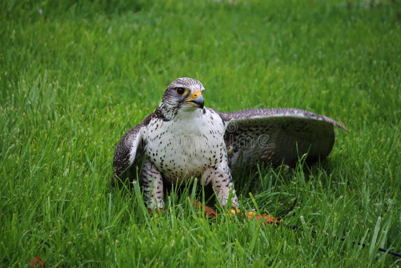 Sitting falcon stock photo. Image of green, falcon, wings - 71783110