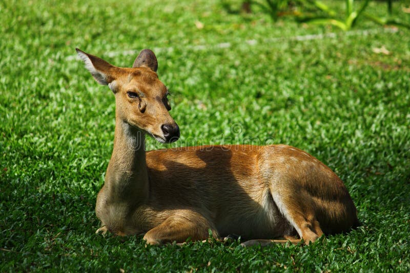 Sitting female deer stock photo. Image of backwoods, green - 21358362