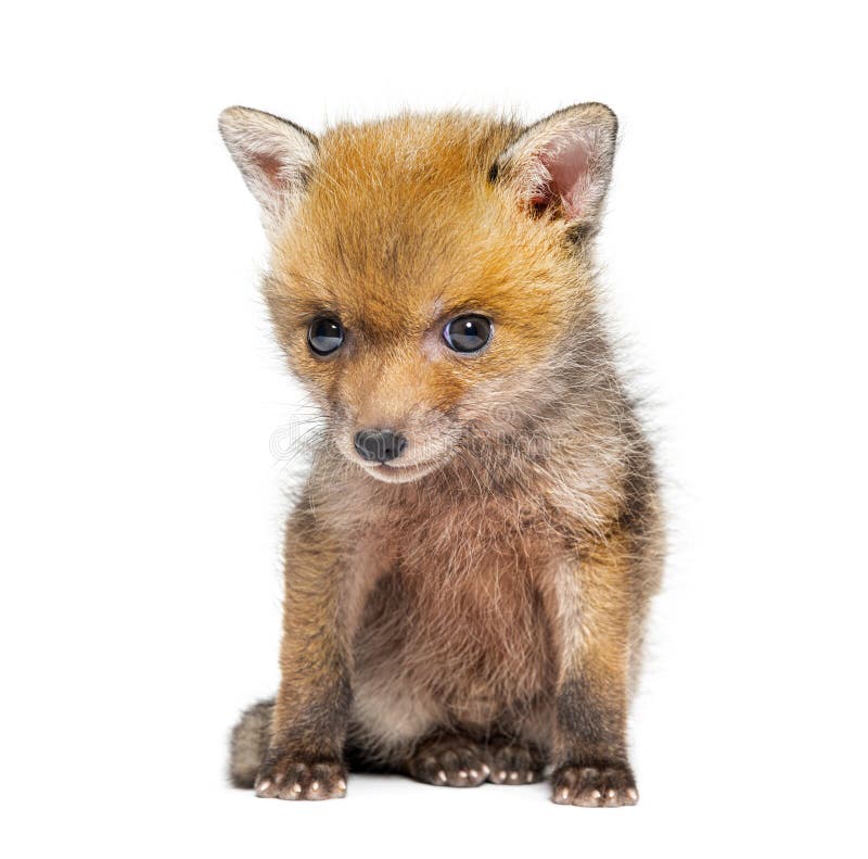 Sitting Five Weeks Old Red Fox Cub, Isolated on White Stock Image ...