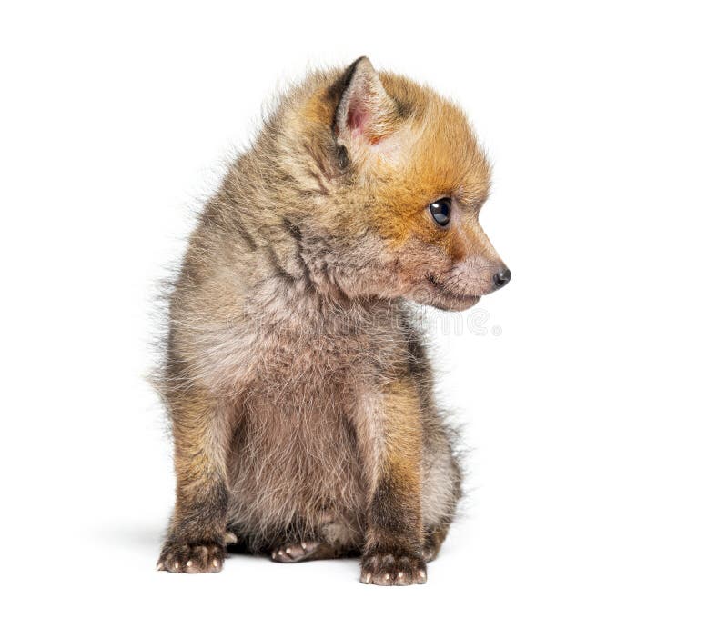 Sitting Five Weeks Old Red Fox Cub Looking Away, Isolated on White ...