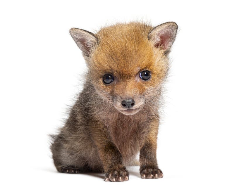 Sitting Five Weeks Old Red Fox Cub Looking at the Camera, Isolated on ...